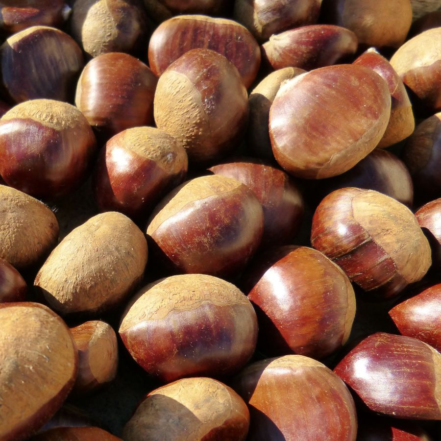 Châtaigne